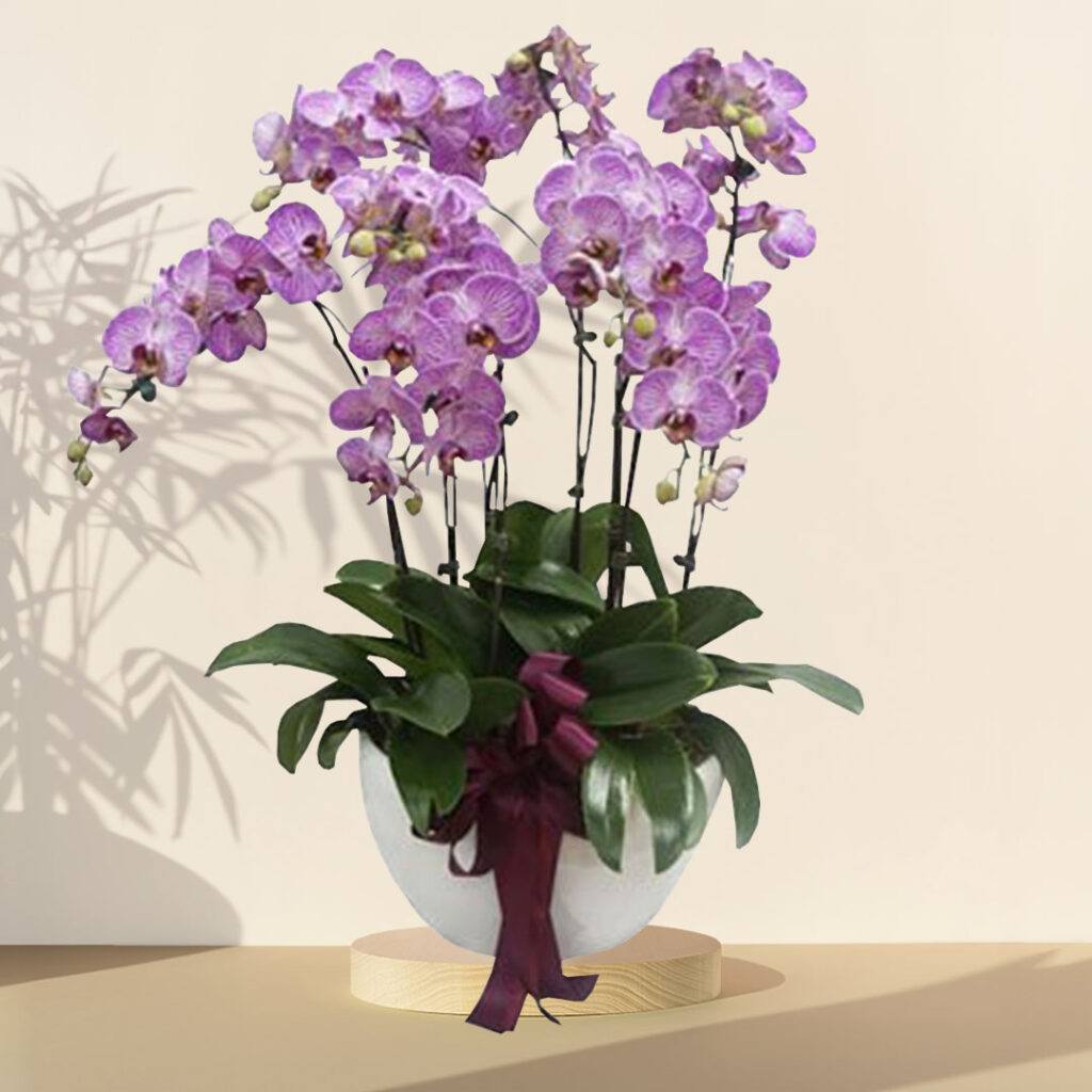 Shop Premium Potted Orchids in Singapore by FARM Florist Singapore
