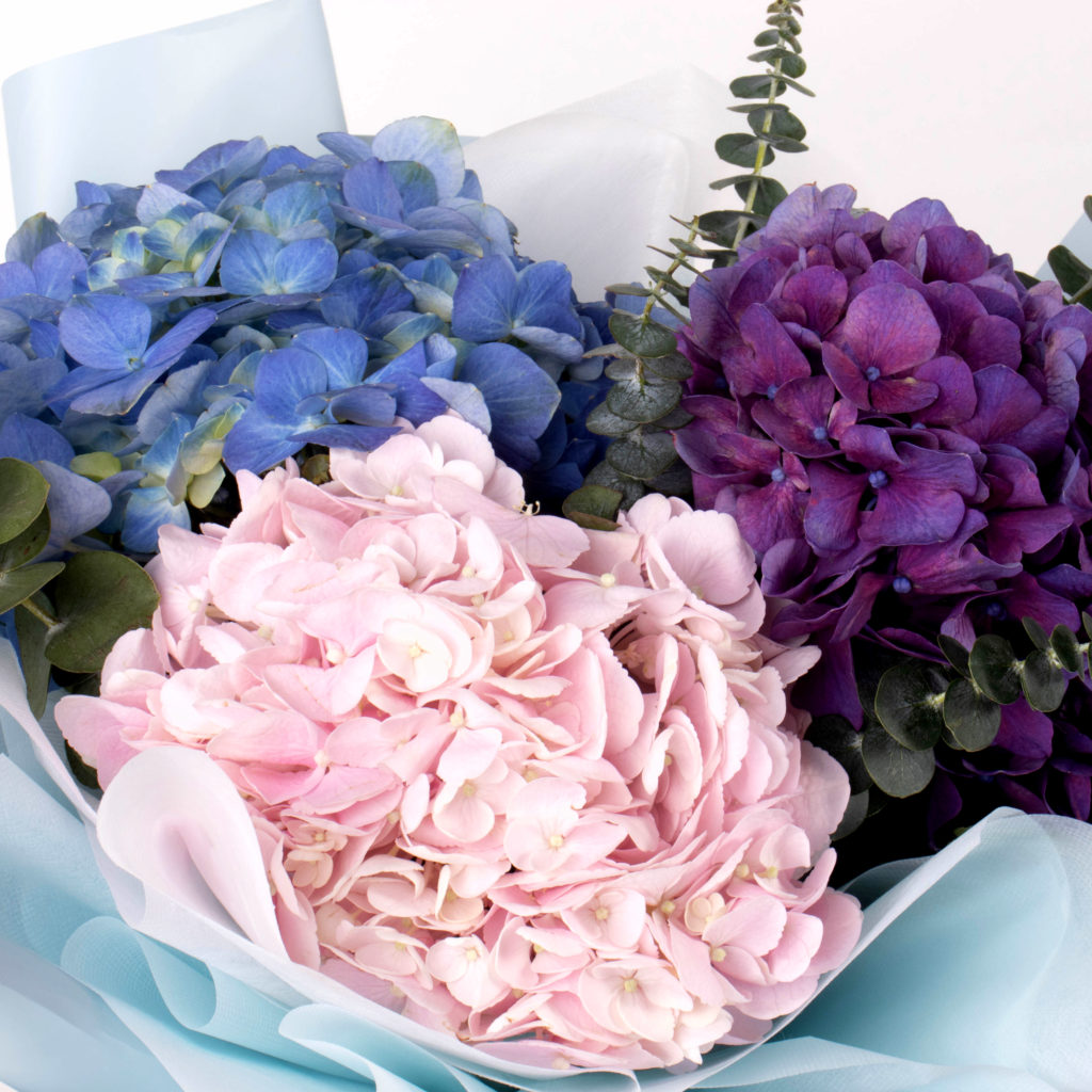 Hydrangeas | Florist Singapore | Bouquets | Flower Delivery Singapore